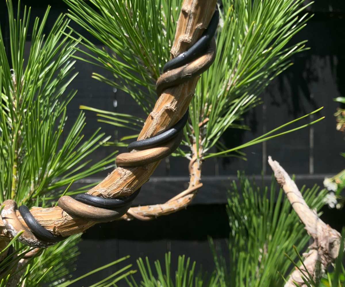 Wire bite, is it all bad? – Two Islands Bonsai